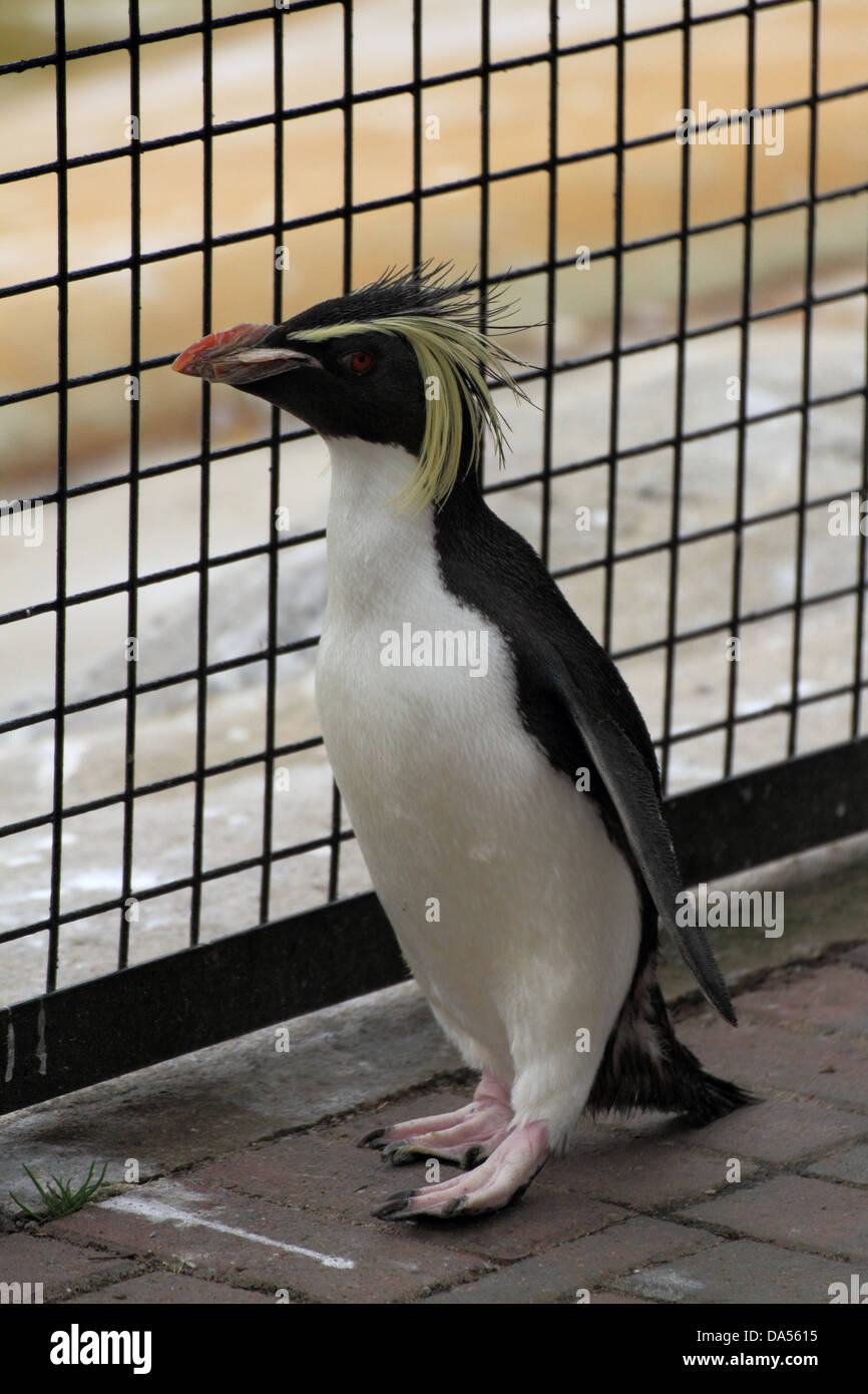 Fat penguin hi-res stock photography and images - Alamy