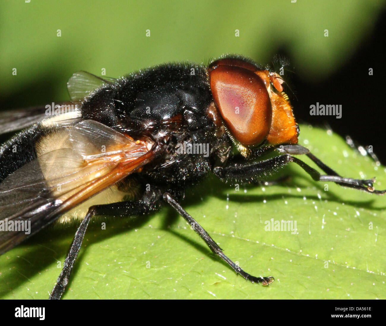 Detailed macro of Volucella pellucens, a large European hoverfly ...