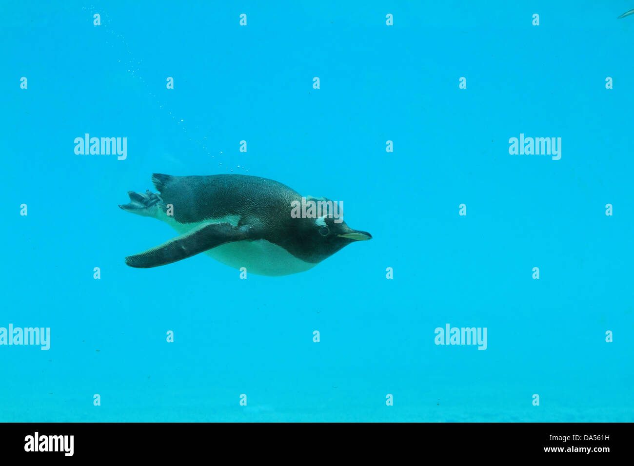 Antarctic emperor penguins windy hi-res stock photography and images ...