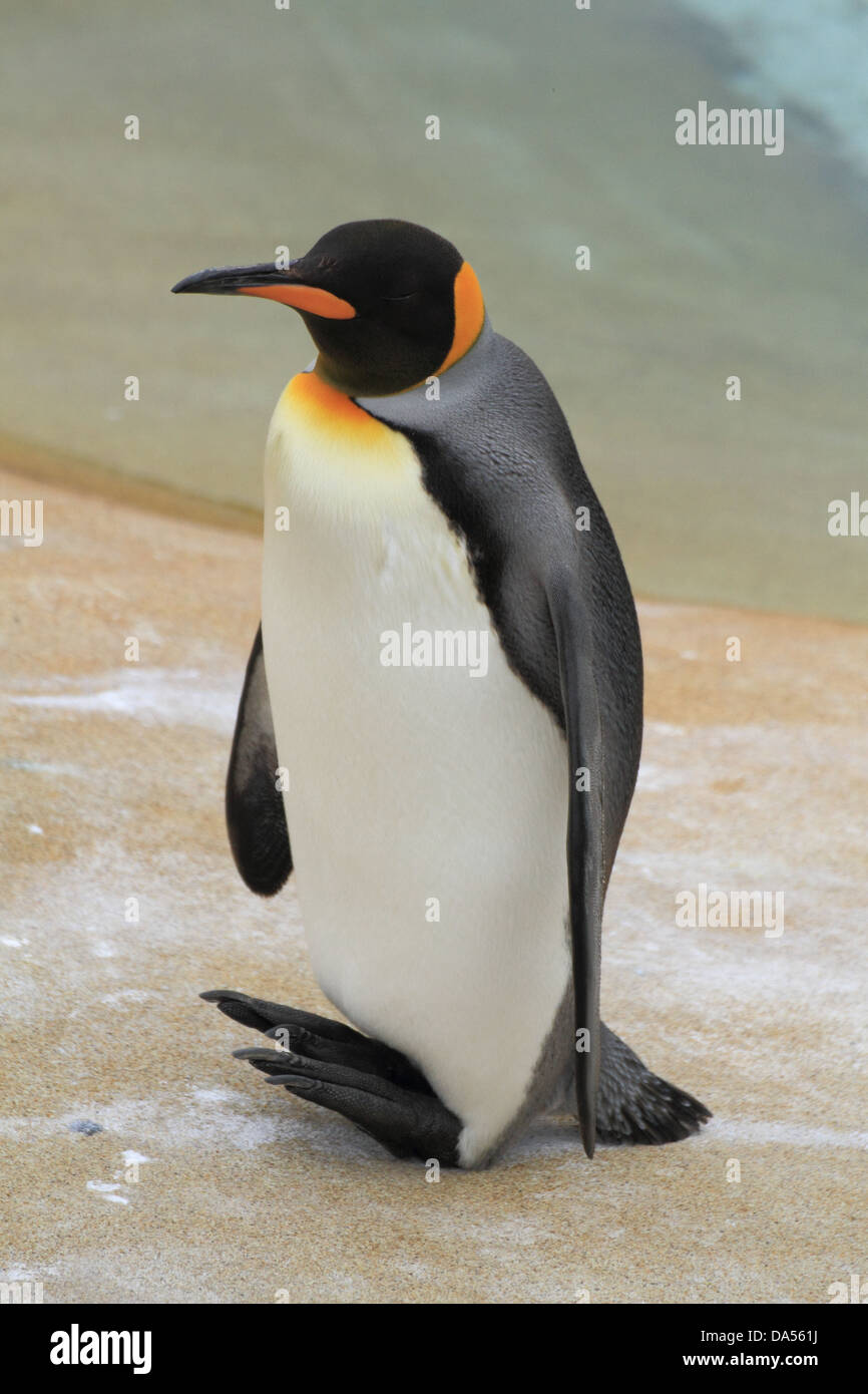 Antarctic emperor penguins windy hi-res stock photography and images ...