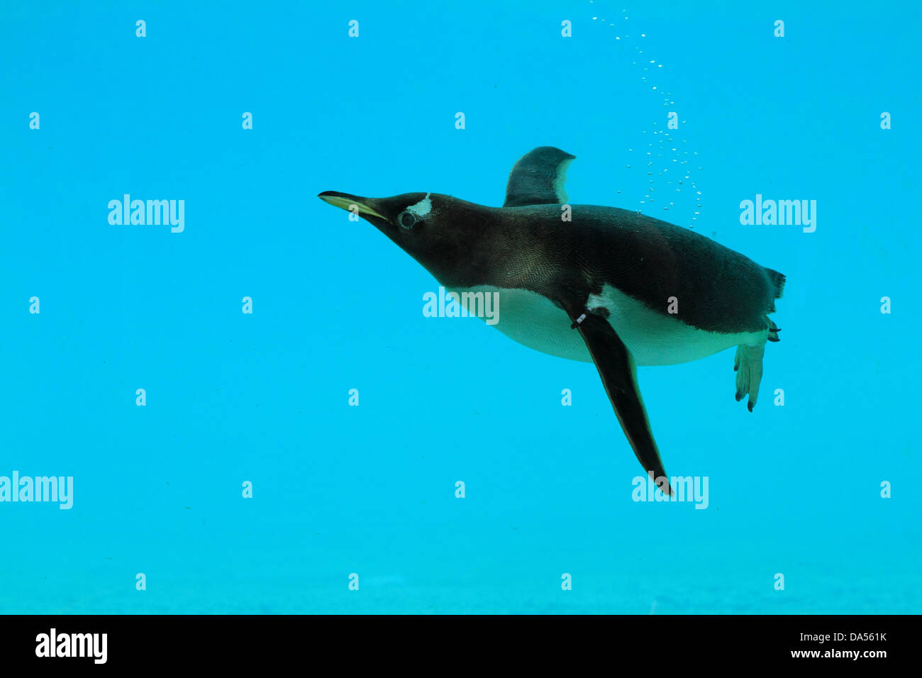 Antarctic emperor penguins windy hi-res stock photography and images ...