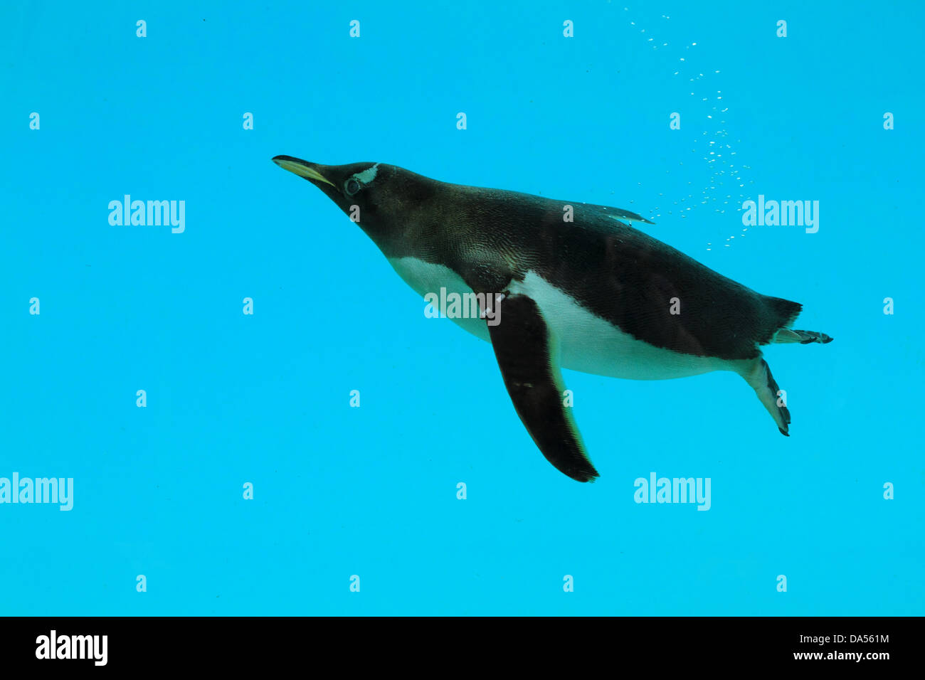 Antarctic emperor penguins windy hi-res stock photography and images ...