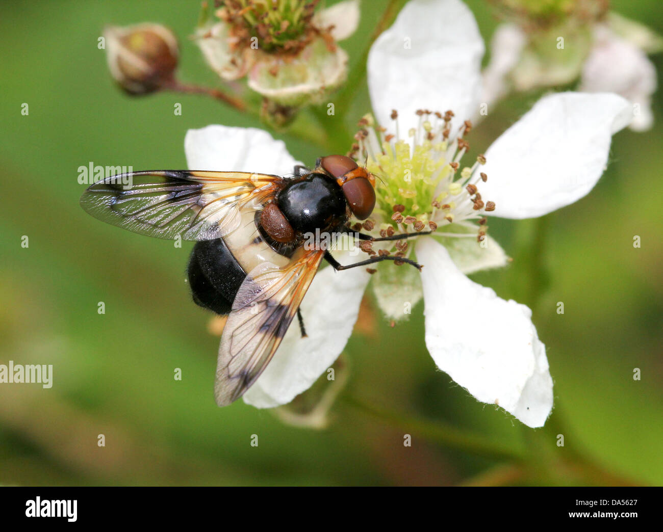 Detailed macro of Volucella pellucens, a large European hoverfly ...