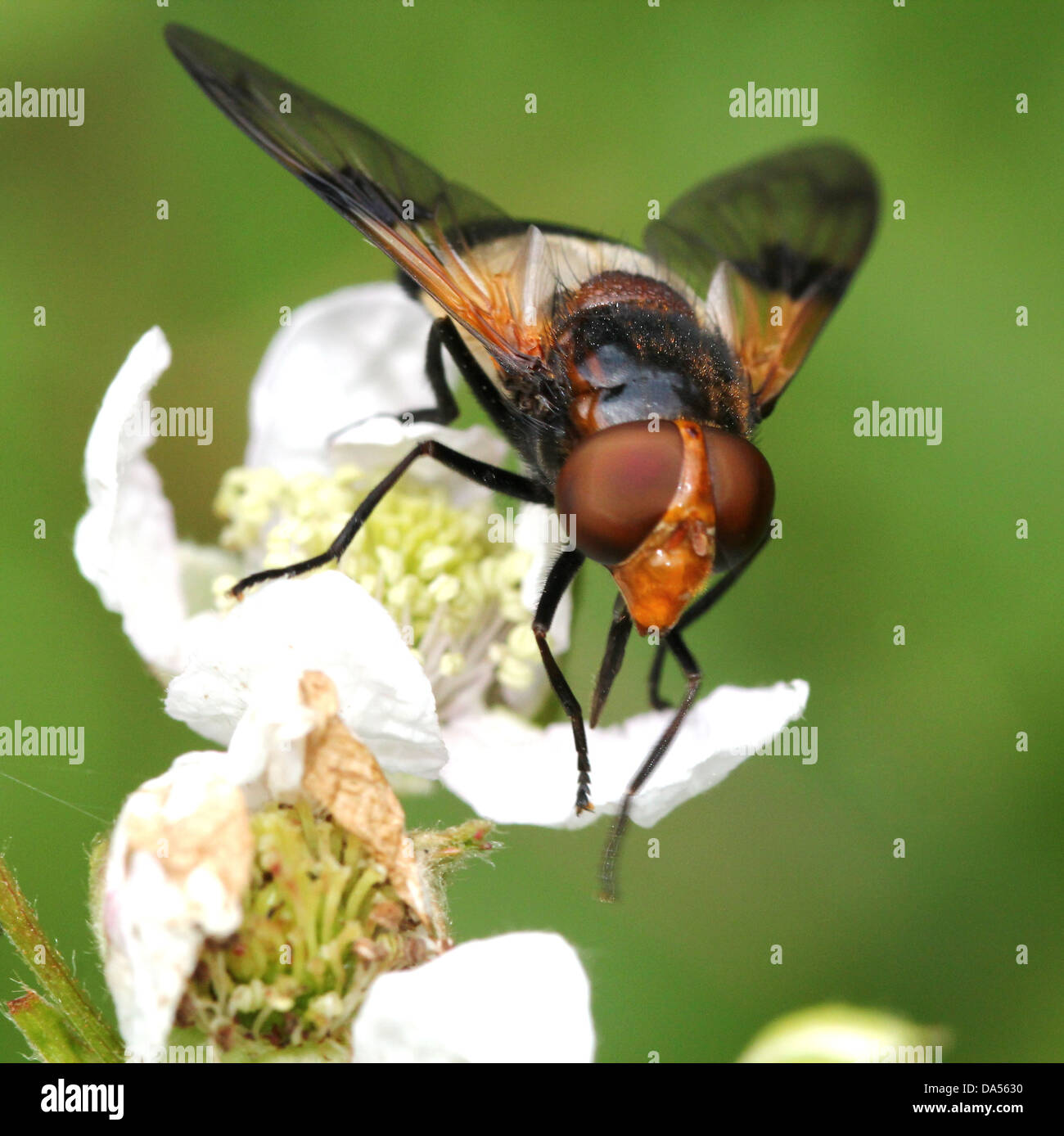 Schwarzen schwebfliege hi-res stock photography and images - Alamy