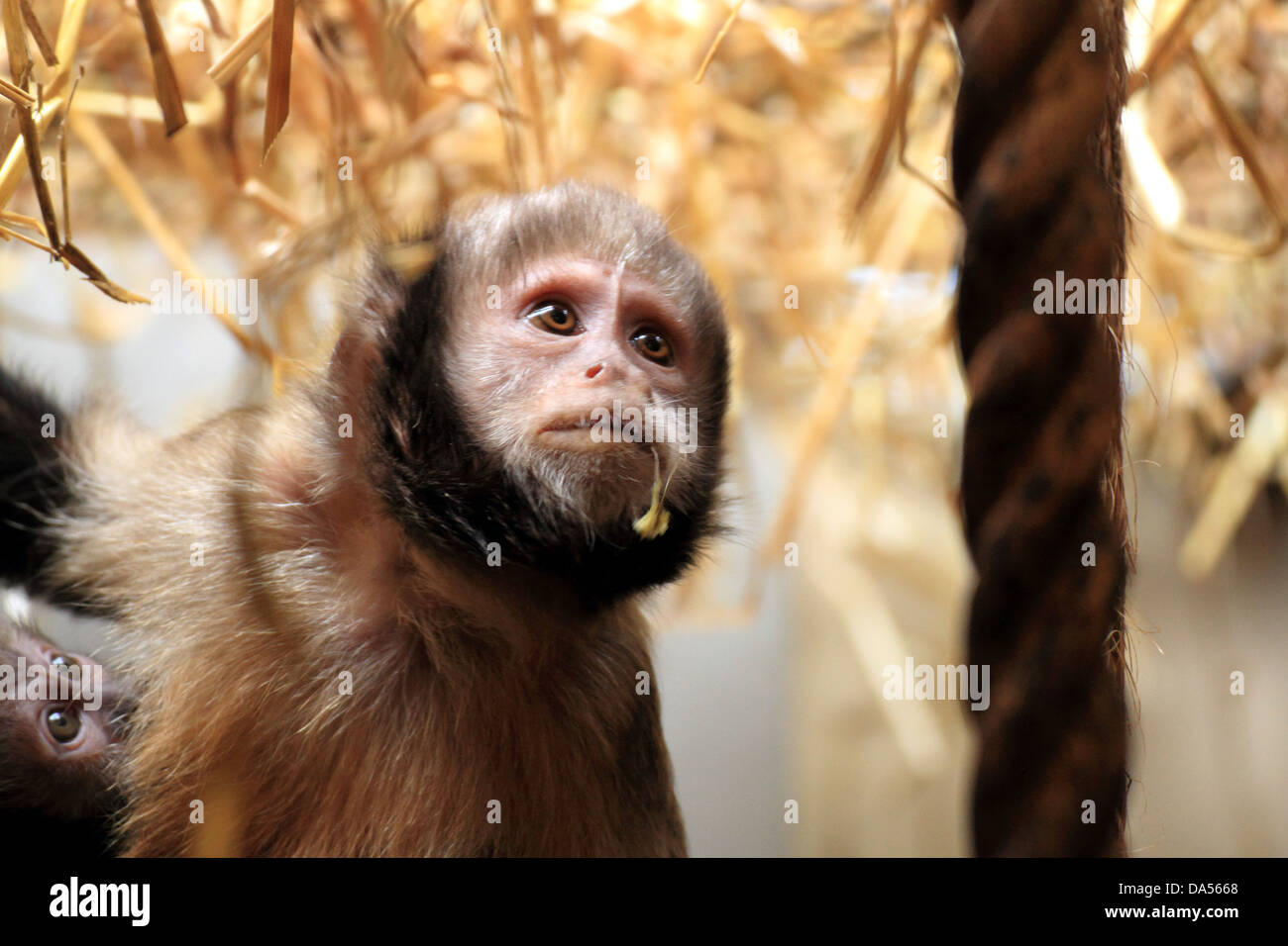 Yellow-breasted capuchin (Cebus apella xanthosternos Stock Photo - Alamy