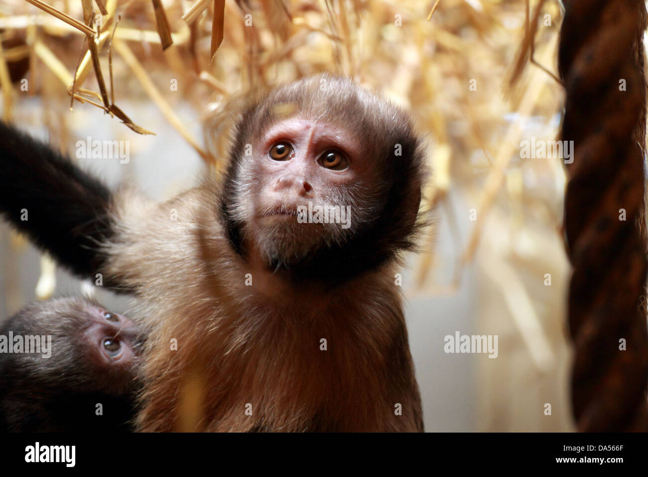 Yellow-breasted capuchin (Cebus apella xanthosternos Stock Photo - Alamy