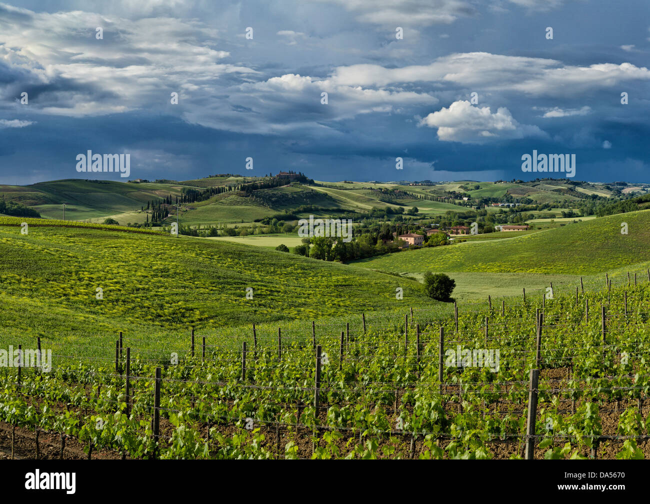 Toscana and wine hi-res stock photography and images - Alamy