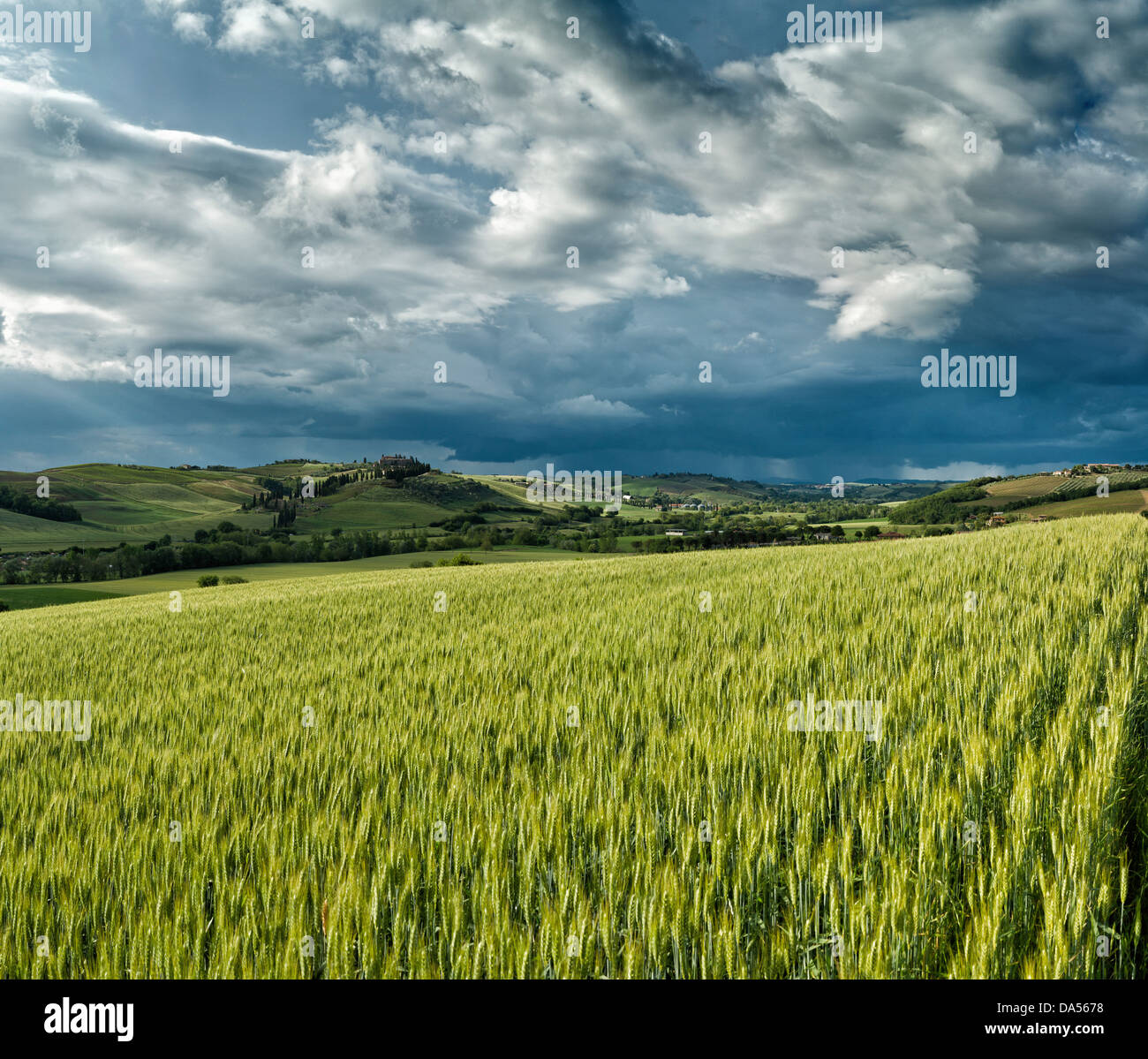 Torrenieri, Italy, Europe, Tuscany, Toscana, fields, scenery, green ...