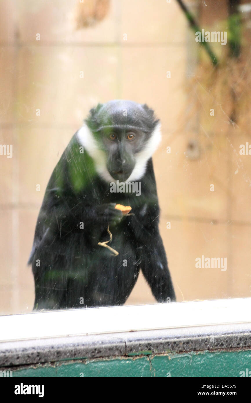 Lhoest's (Cercopithecus lhoesti) monkey in captivity Stock Photo - Alamy