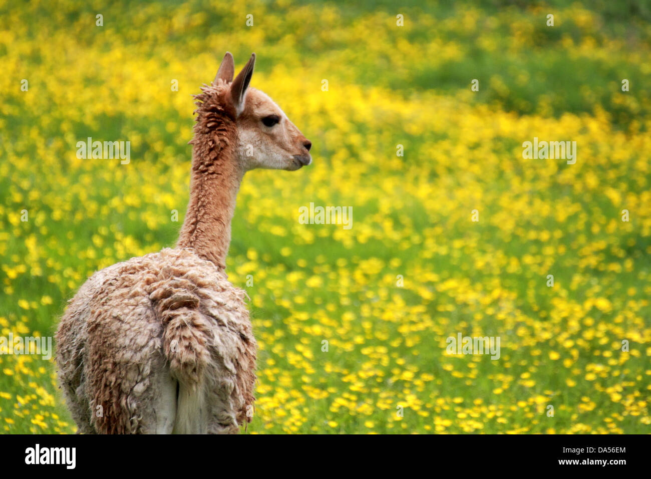 Vicuna (Vicugna vicugna) staring into a field of buttercups Stock Photo ...