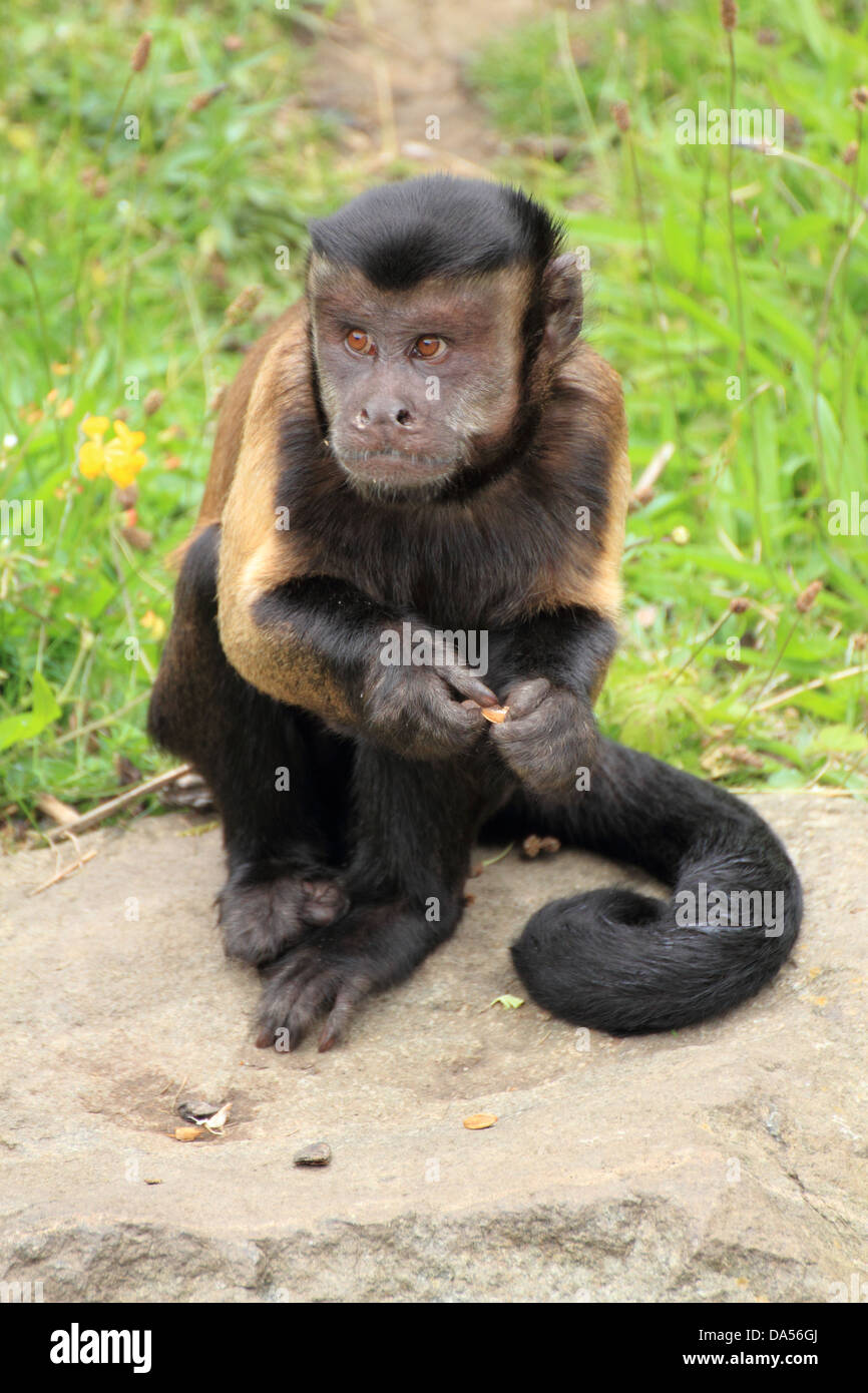 Brown Capuchin (Cebus apella) sitting on a rock eating Stock Photo - Alamy