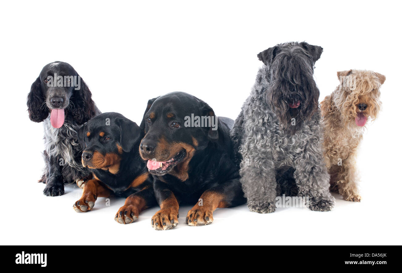 five dogs in front of white background Stock Photo - Alamy