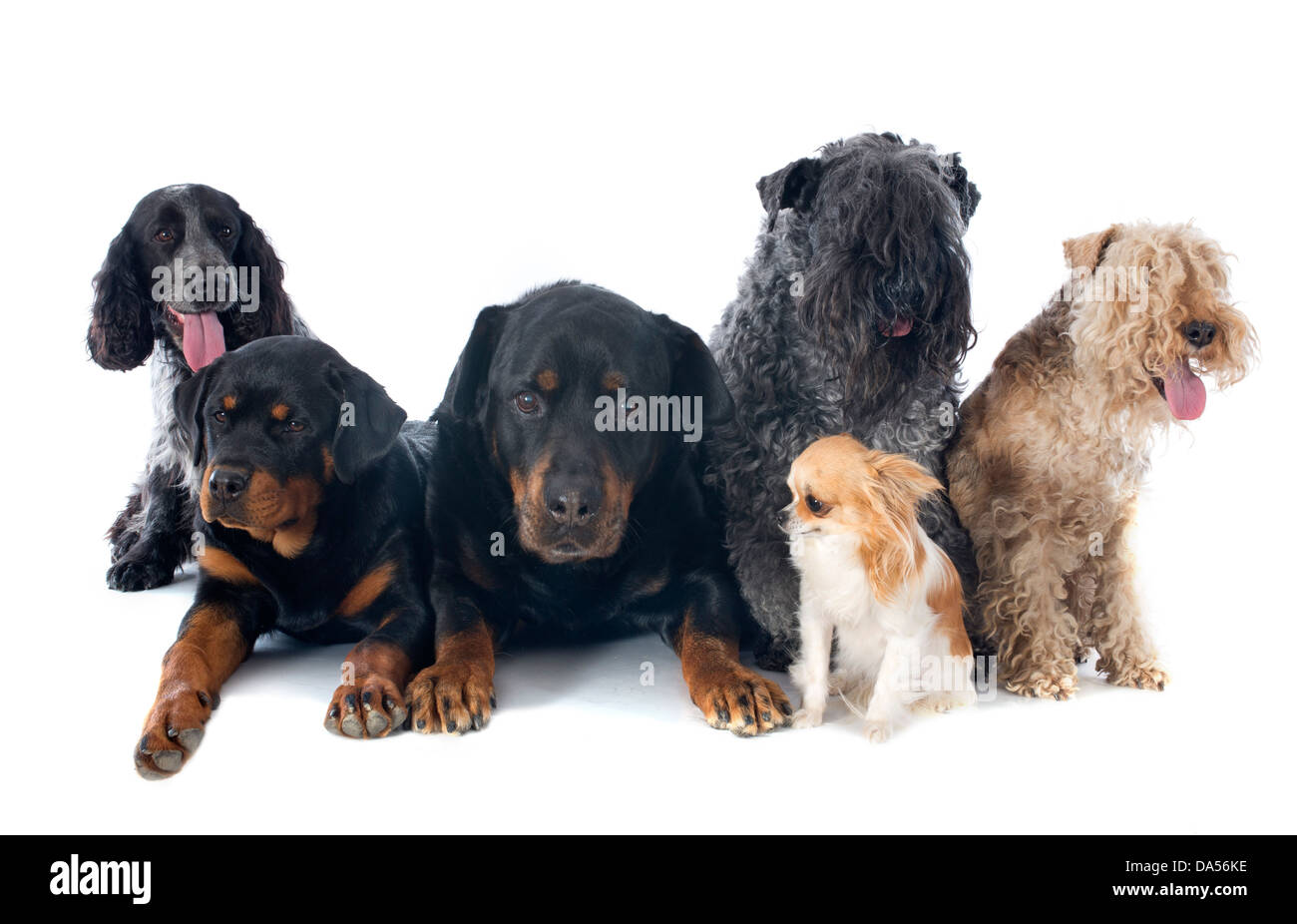 six purebred dogs in front of white background Stock Photo - Alamy