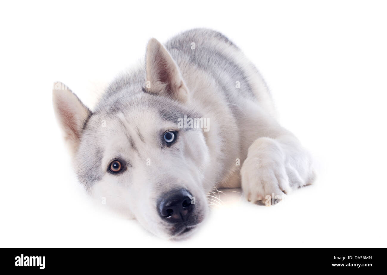 portrait of a beautiful purebred siberian husky Stock Photo - Alamy