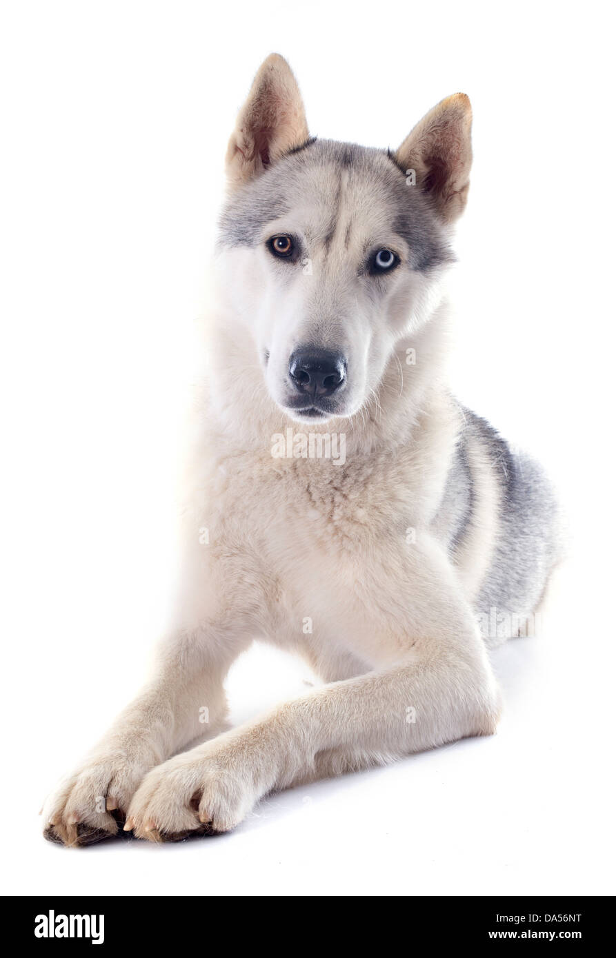 portrait of a beautiful purebred siberian husky Stock Photo - Alamy