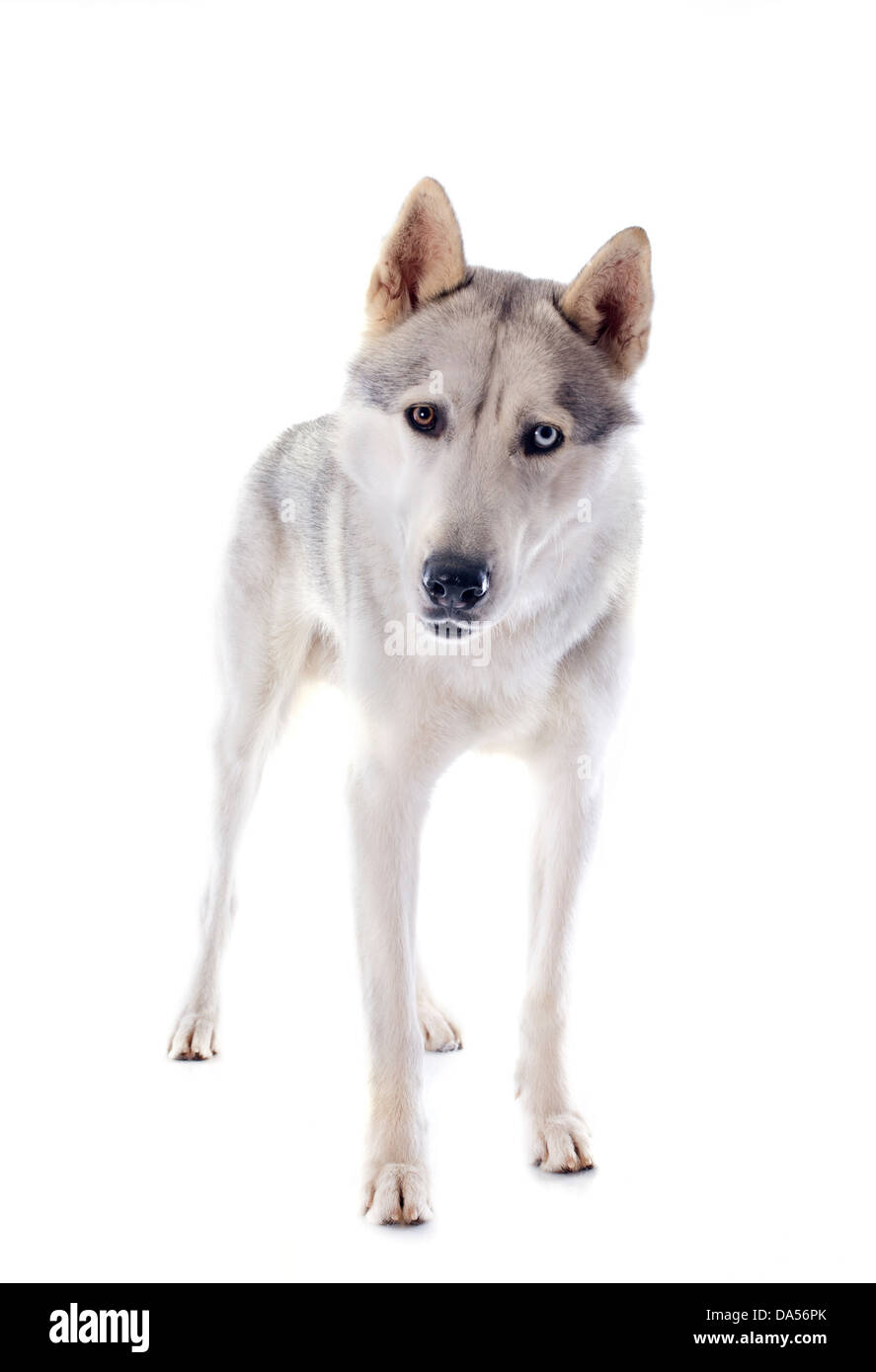 Husky Cut Out Stock Images & Pictures - Alamy