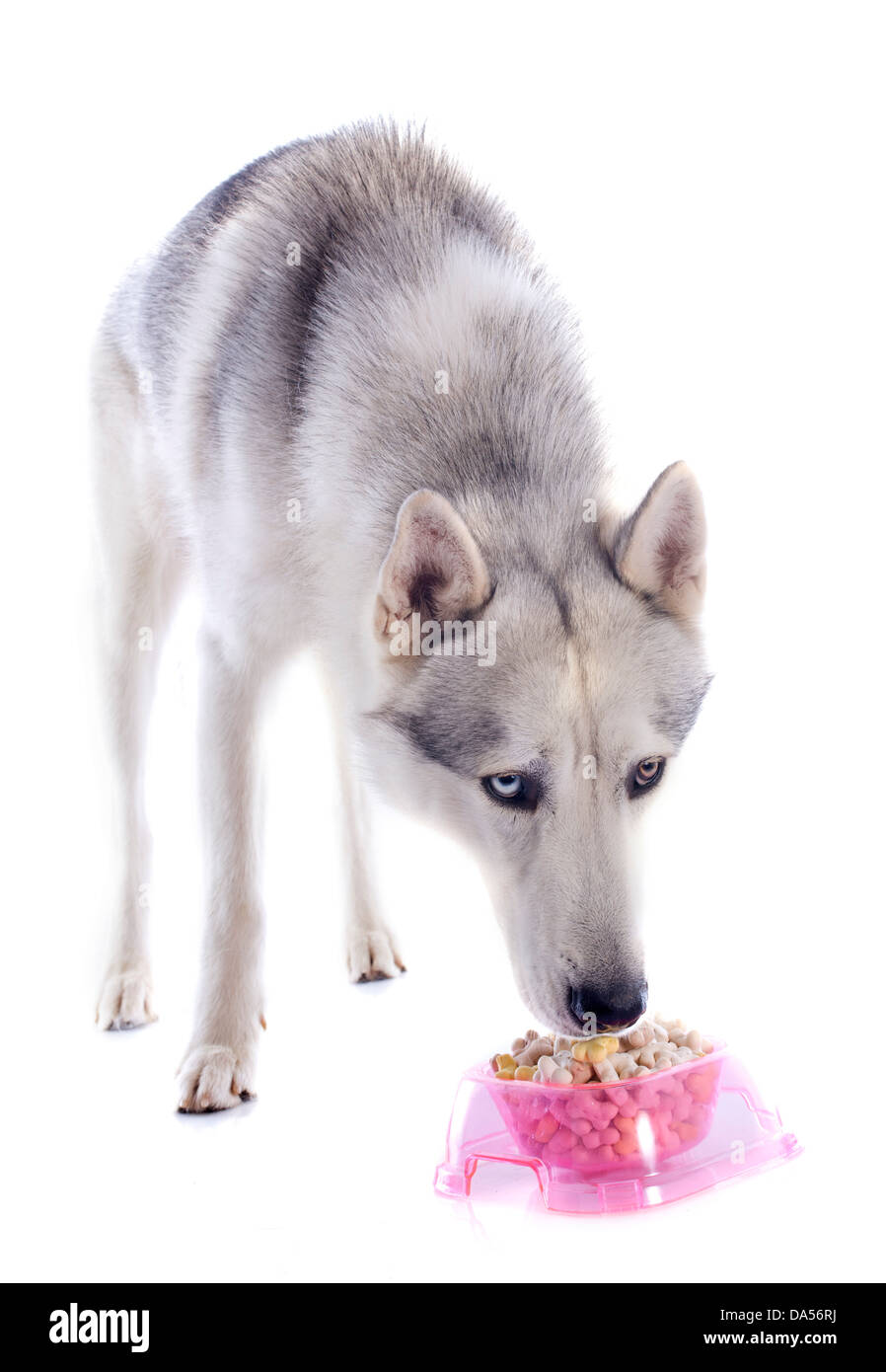 portrait of a eating purebred siberian husky Stock Photo - Alamy
