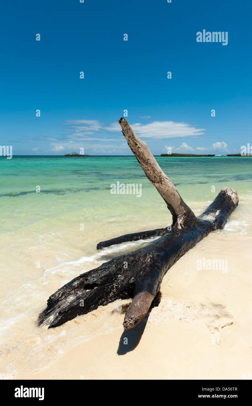 Sea trunk beach water hi-res stock photography and images - Alamy