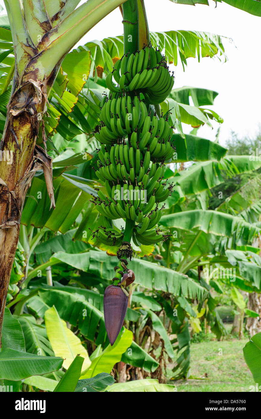 West indian fruit trees hi-res stock photography and images - Alamy