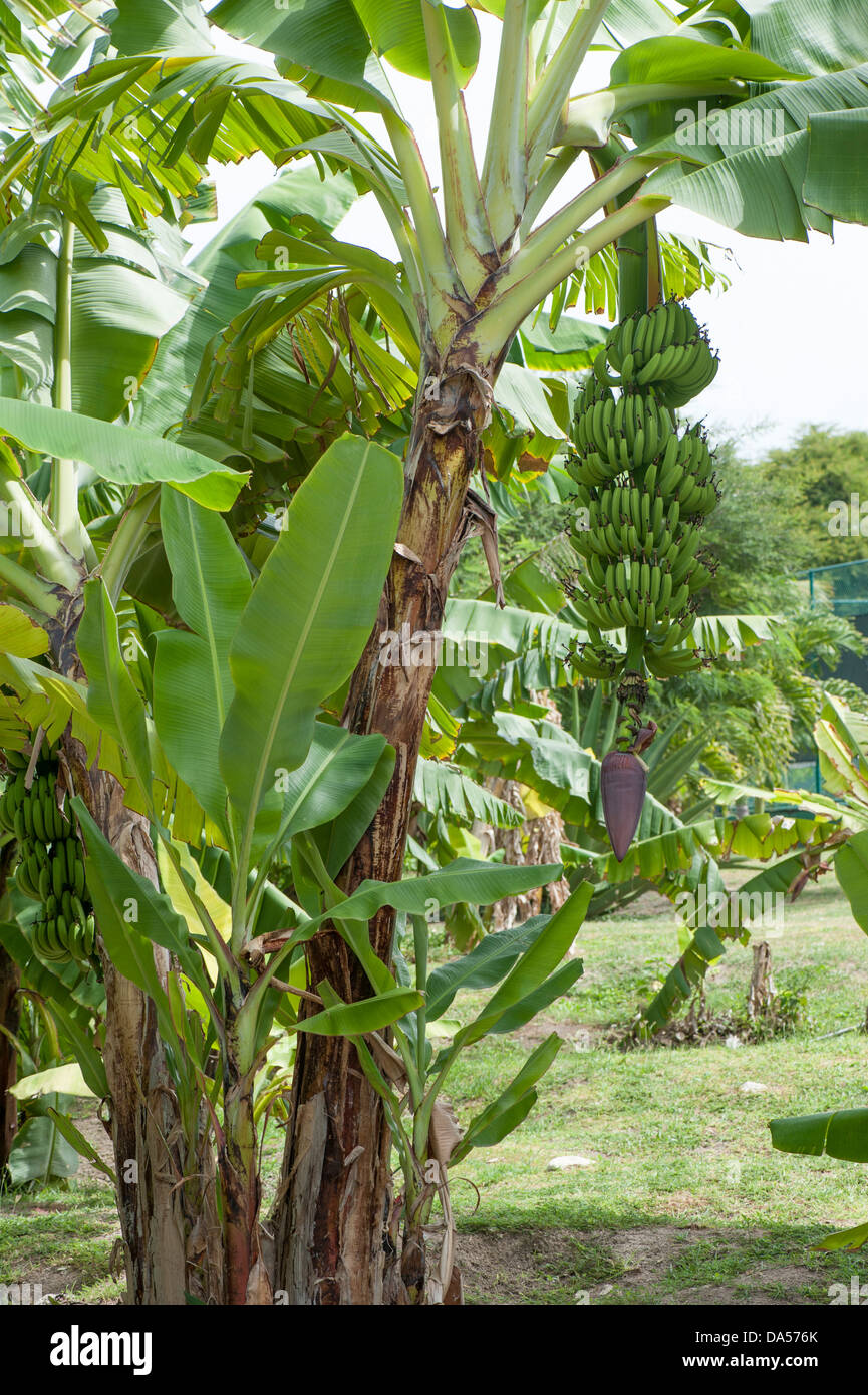West indian fruit trees hi-res stock photography and images - Alamy