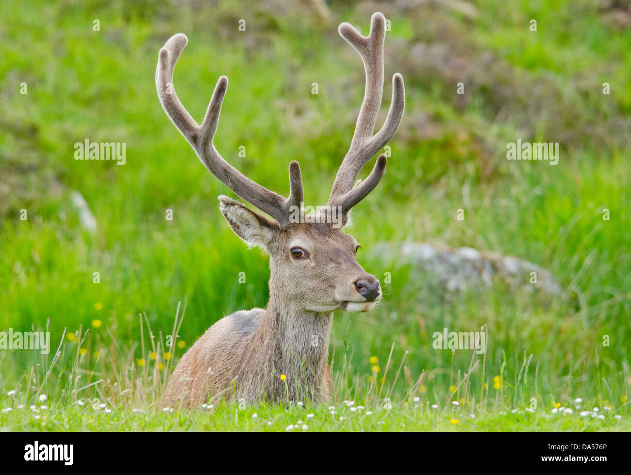 Red Deer Stag in Velvet Stock Photo - Alamy