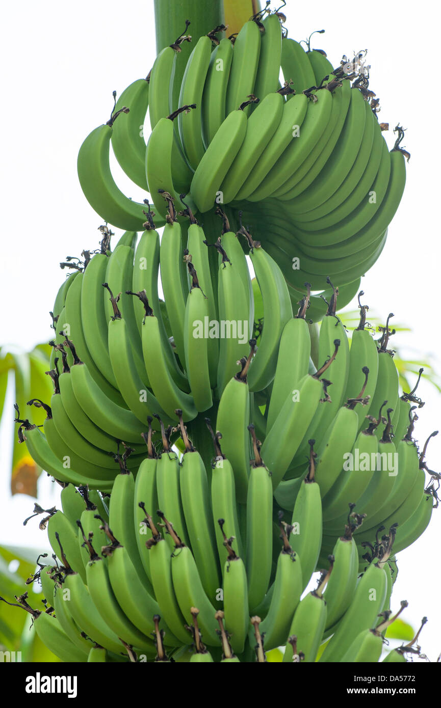 Musa Genus Stock Photos & Musa Genus Stock Images - Alamy