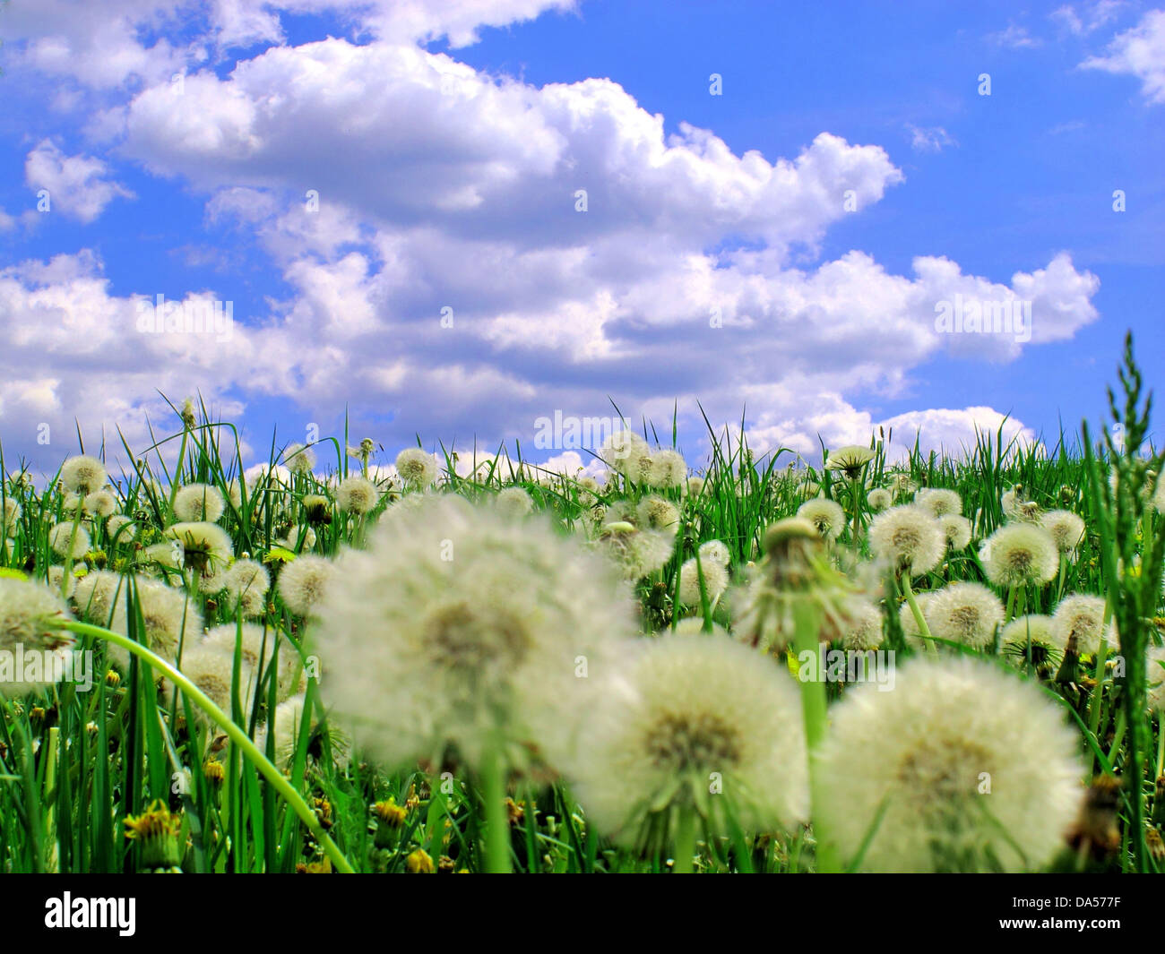 Meadow, dandelion, puff's flowers, sky, clouds, Cumulus, wilts Stock ...