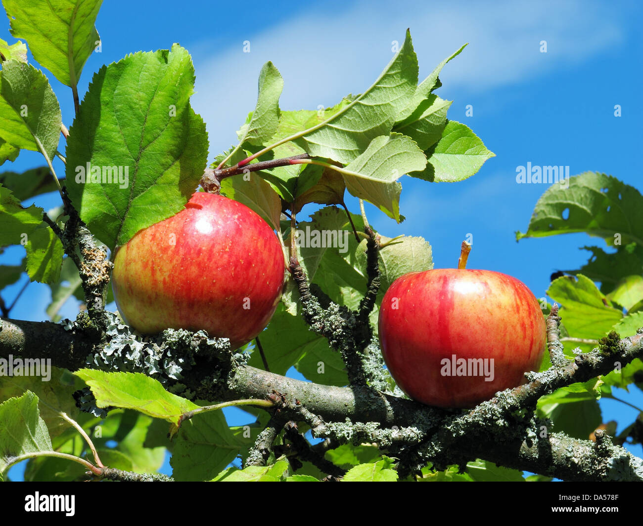 Tree, branch, knot, apples, branch, agriculture, sky, lichens Stock ...