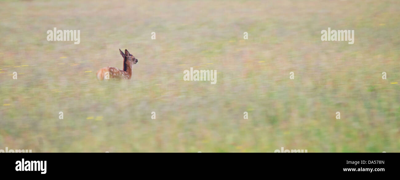 Red deer fawn hi-res stock photography and images - Alamy