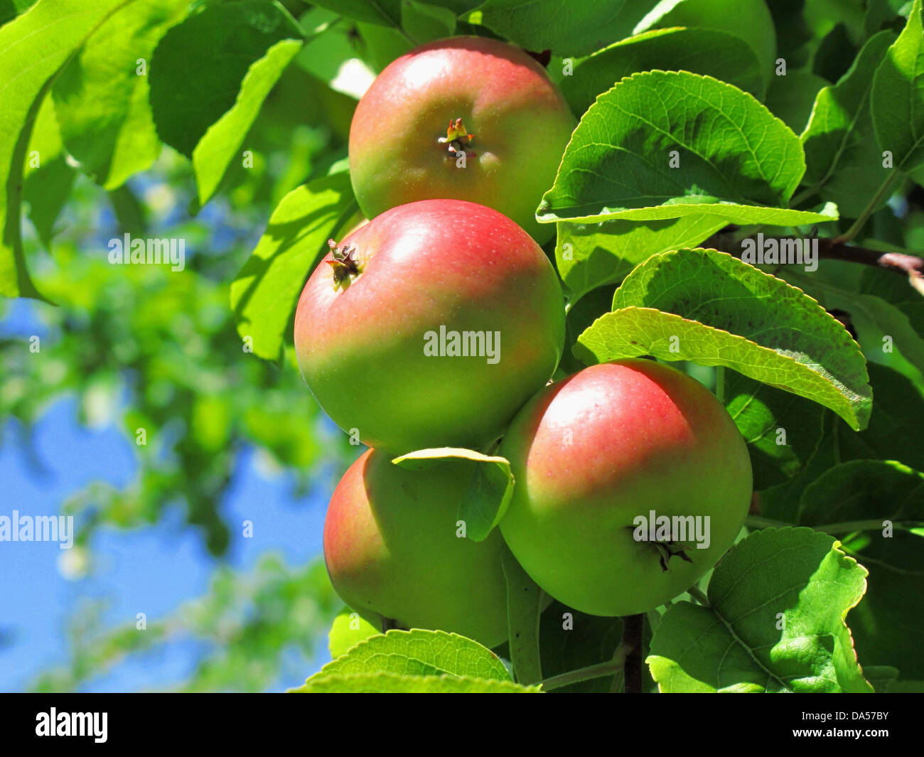 Green Apple Tree Leaves