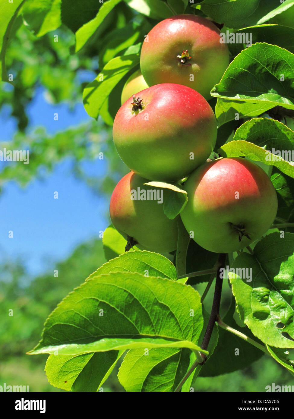 Apple tree leaves hi-res stock photography and images - Alamy