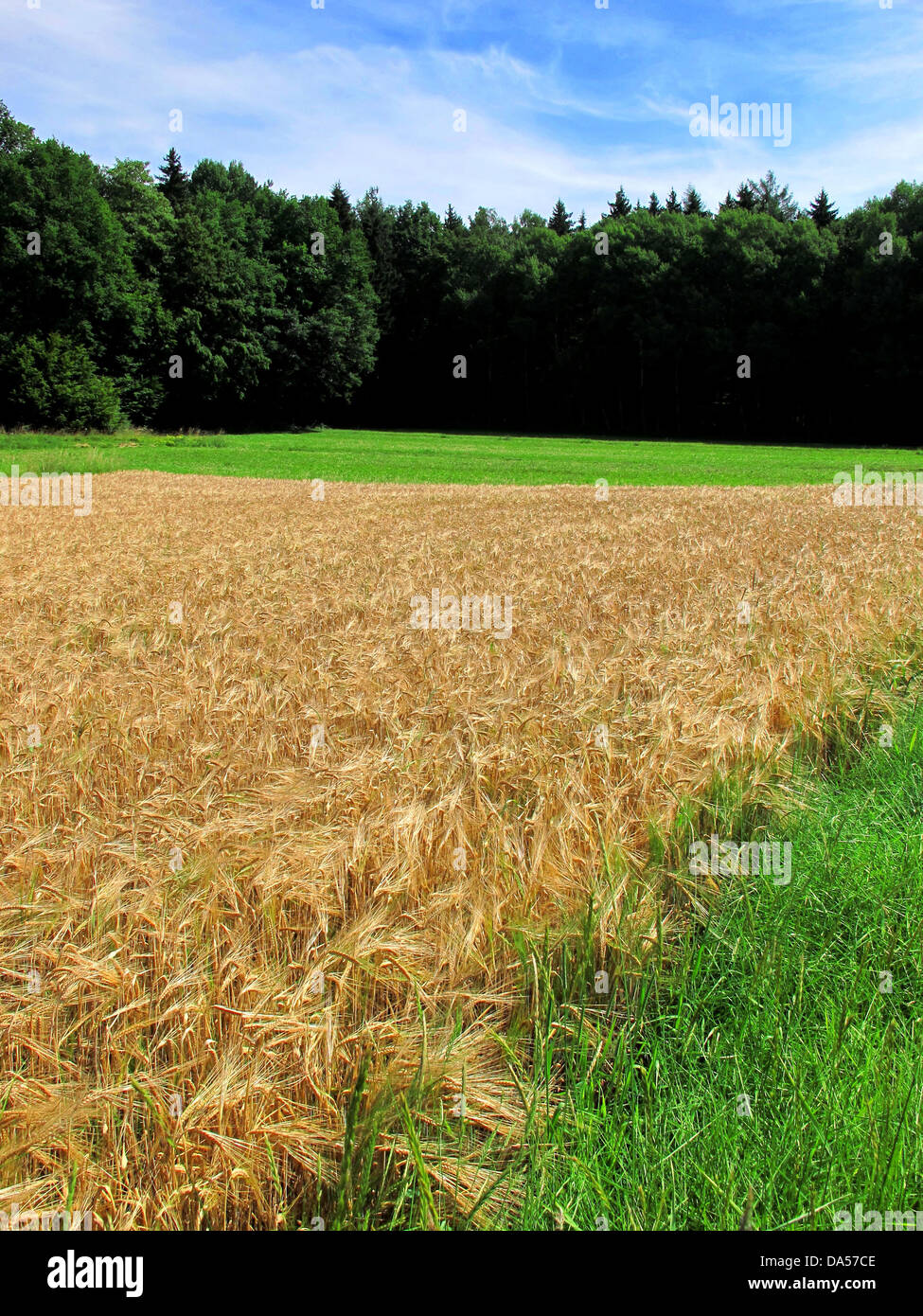 Grain field with forest hi-res stock photography and images - Alamy