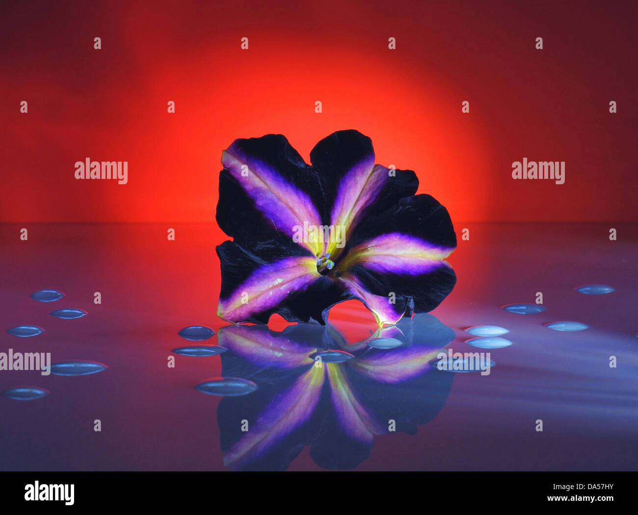 Flower, petunia, blossom, flourish, drop, sun, red, blue, alienated ...