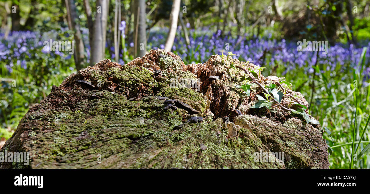 Tree stump in Blue Bell woodland at Welcombe, North Devon Stock Photo ...