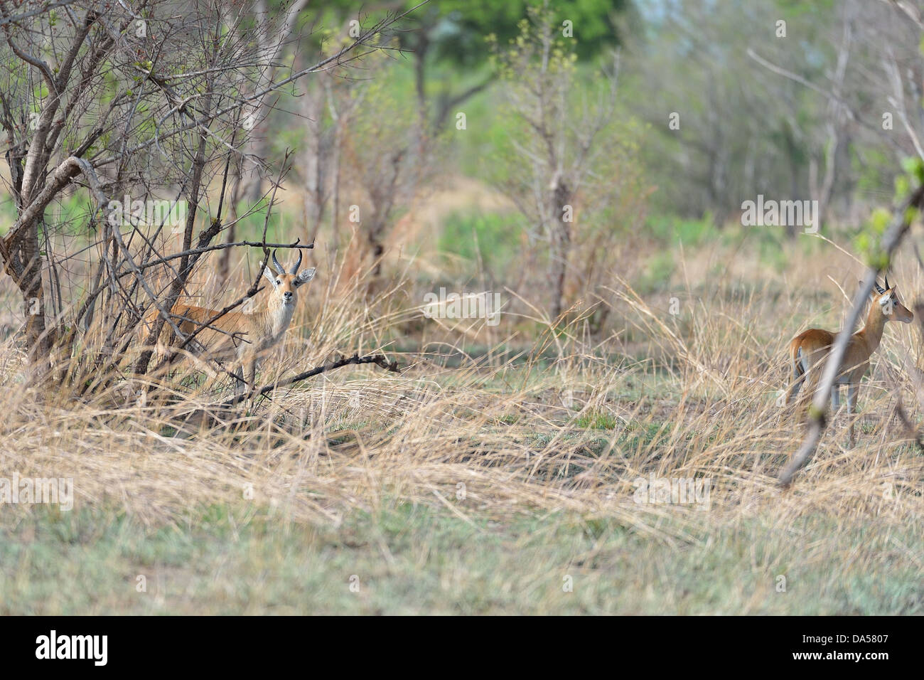 Bohor Reedbuck (Redunca redunca) male hidden in the bush Pendjari ...