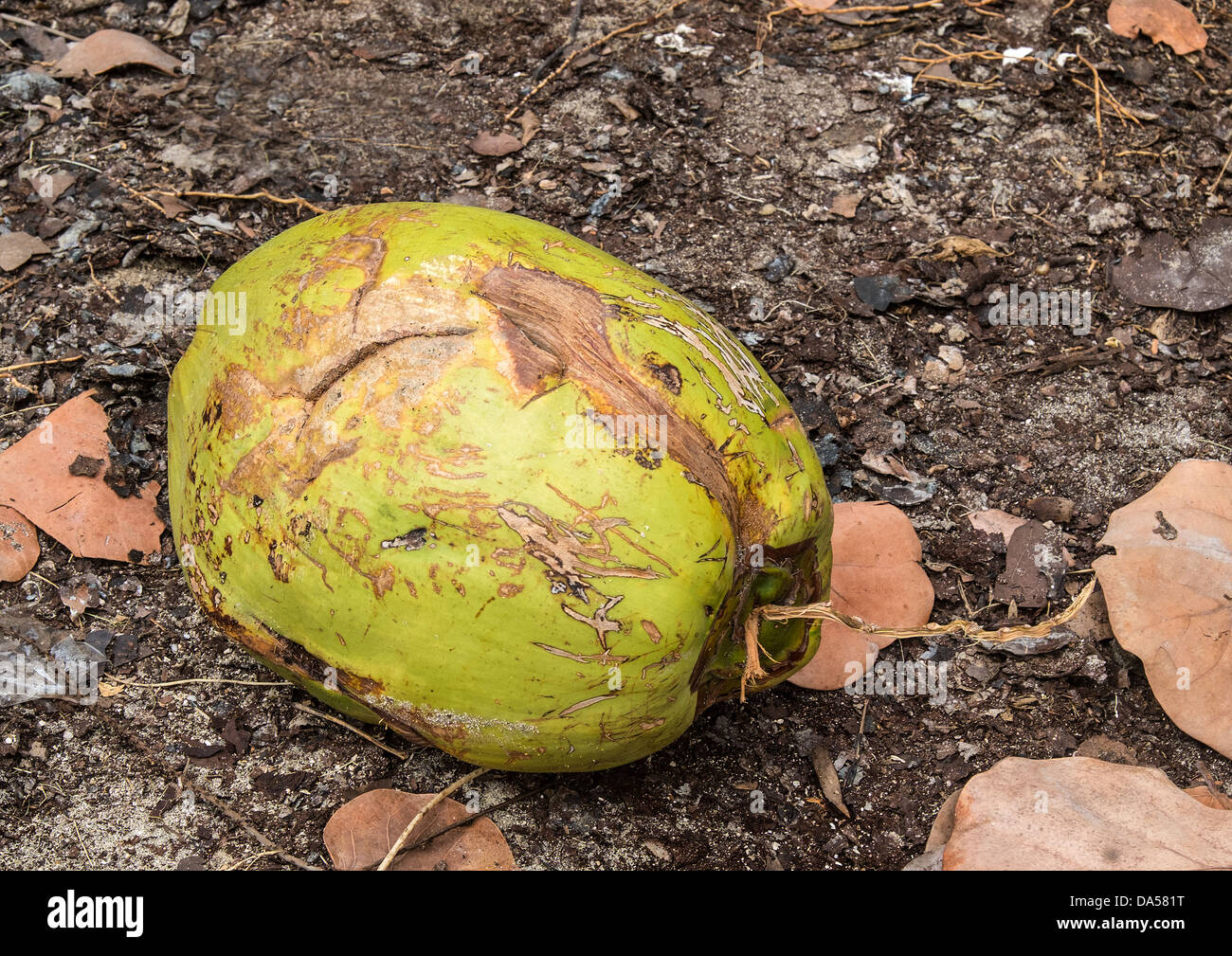 Coconut on Ground Stock Photo - Alamy