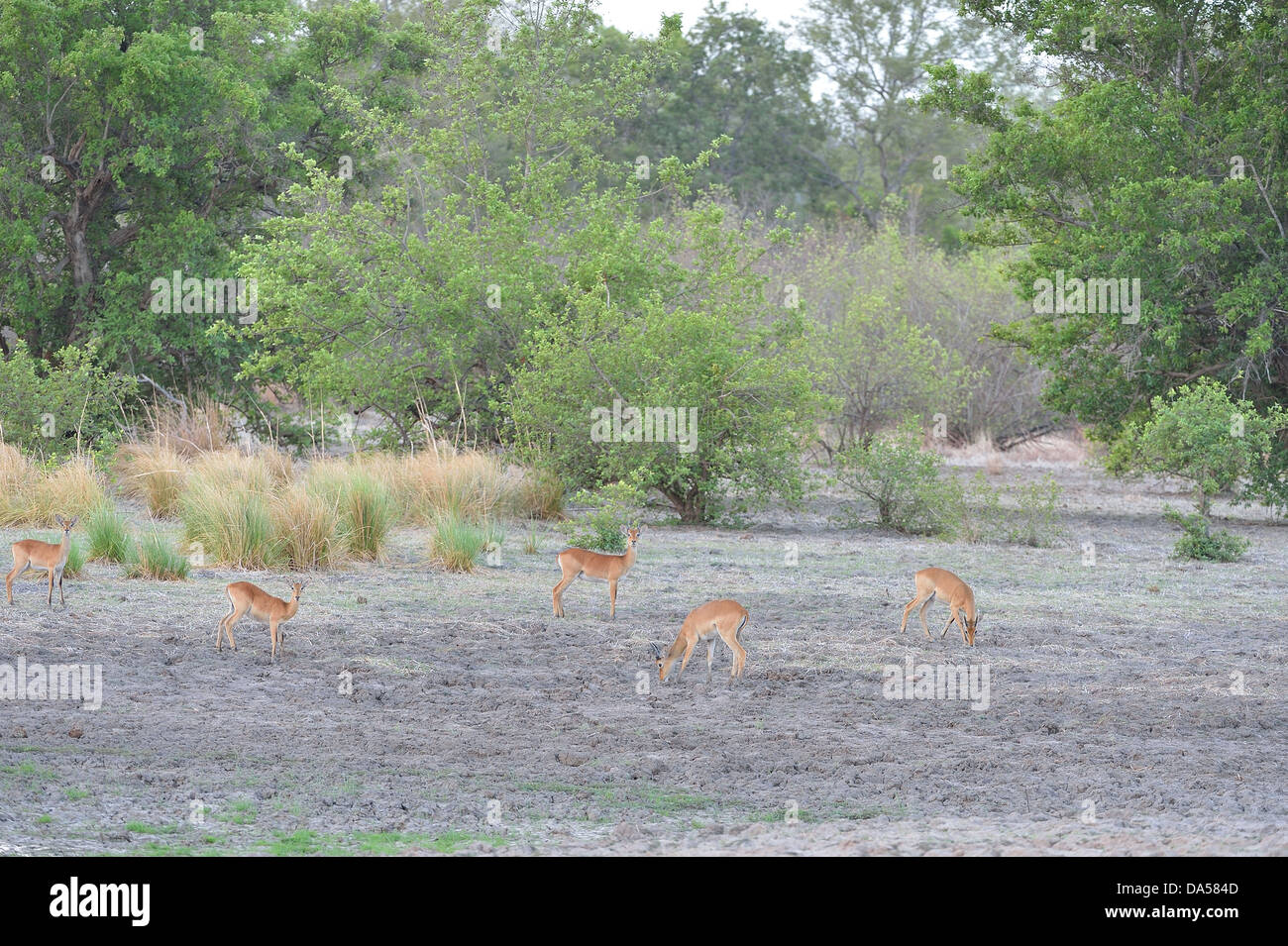 Buffon’s Kob - Western Kob (Kobus kobus kob) group grazing Konkombouri ...