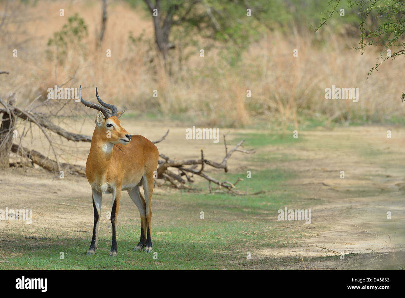 Buffon’s Kob - Western Kob (Kobus kobus kob) male Pendjari National ...