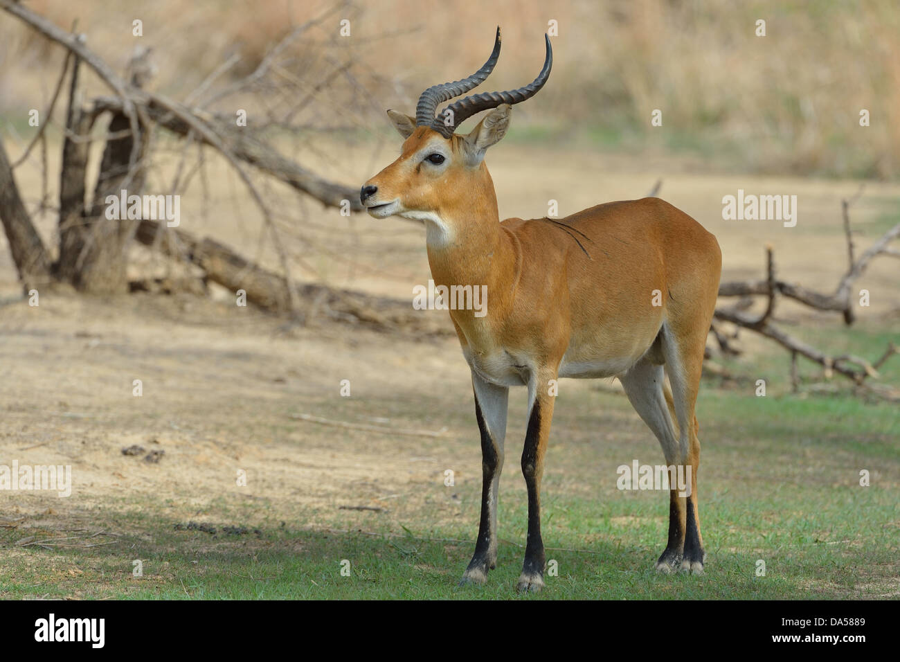 Buffon’s Kob - Western Kob (Kobus kobus kob) male Pendjari National ...