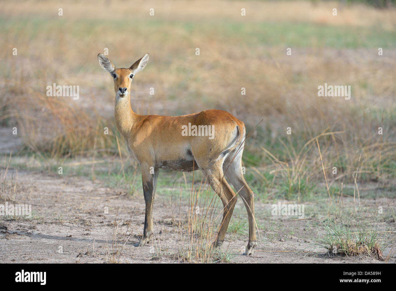 Buffon’s Kob - Western Kob (Kobus kobus kob) female Pendjari National ...