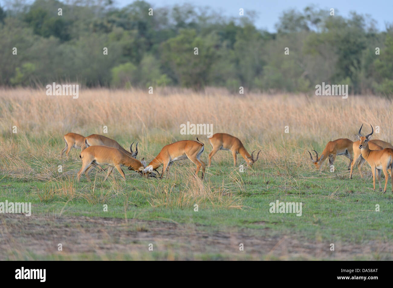 Buffon’s Kob - Western Kob (Kobus kobus kob) males playfighting ...
