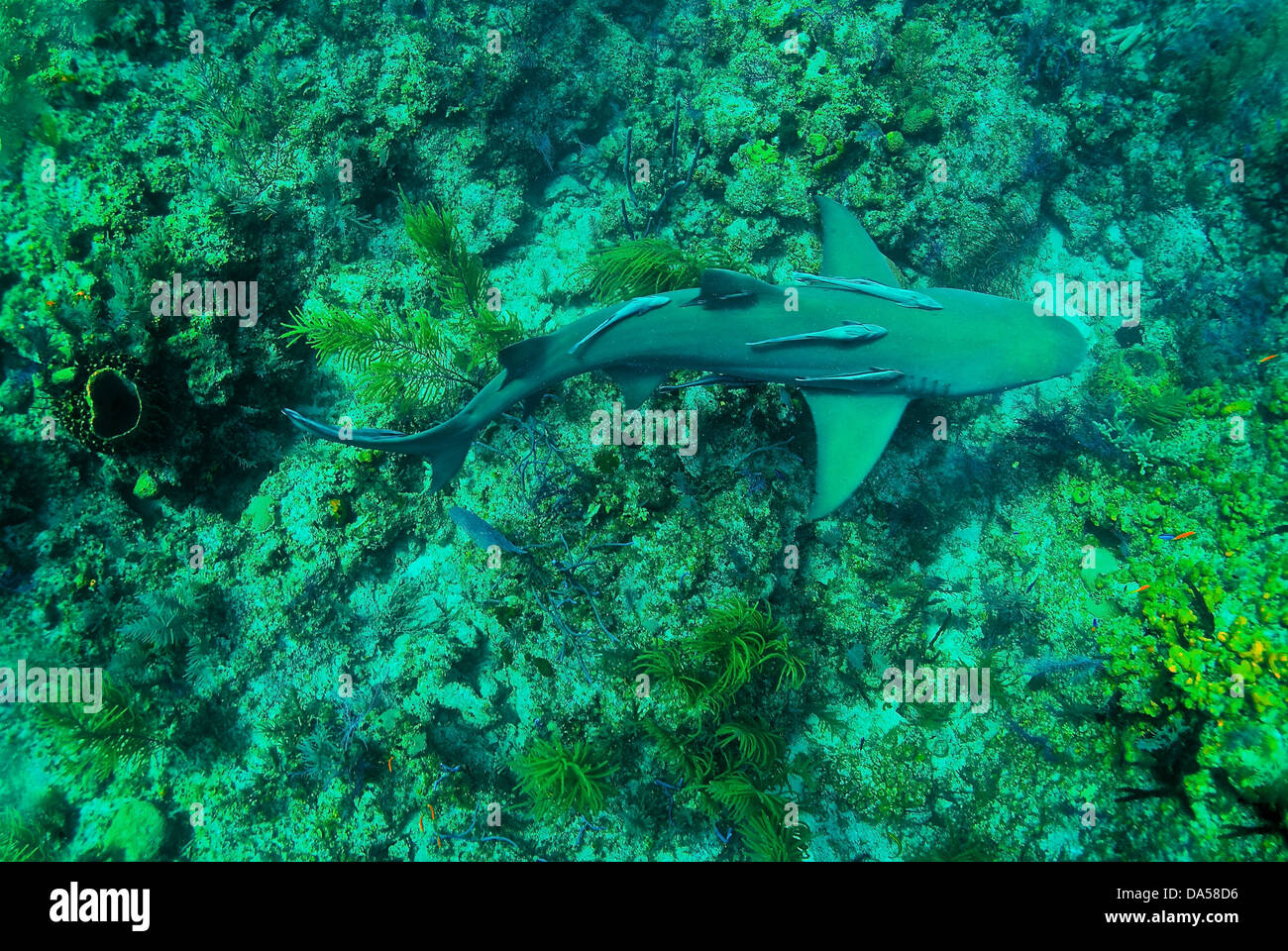 Lemon shark hi-res stock photography and images - Alamy