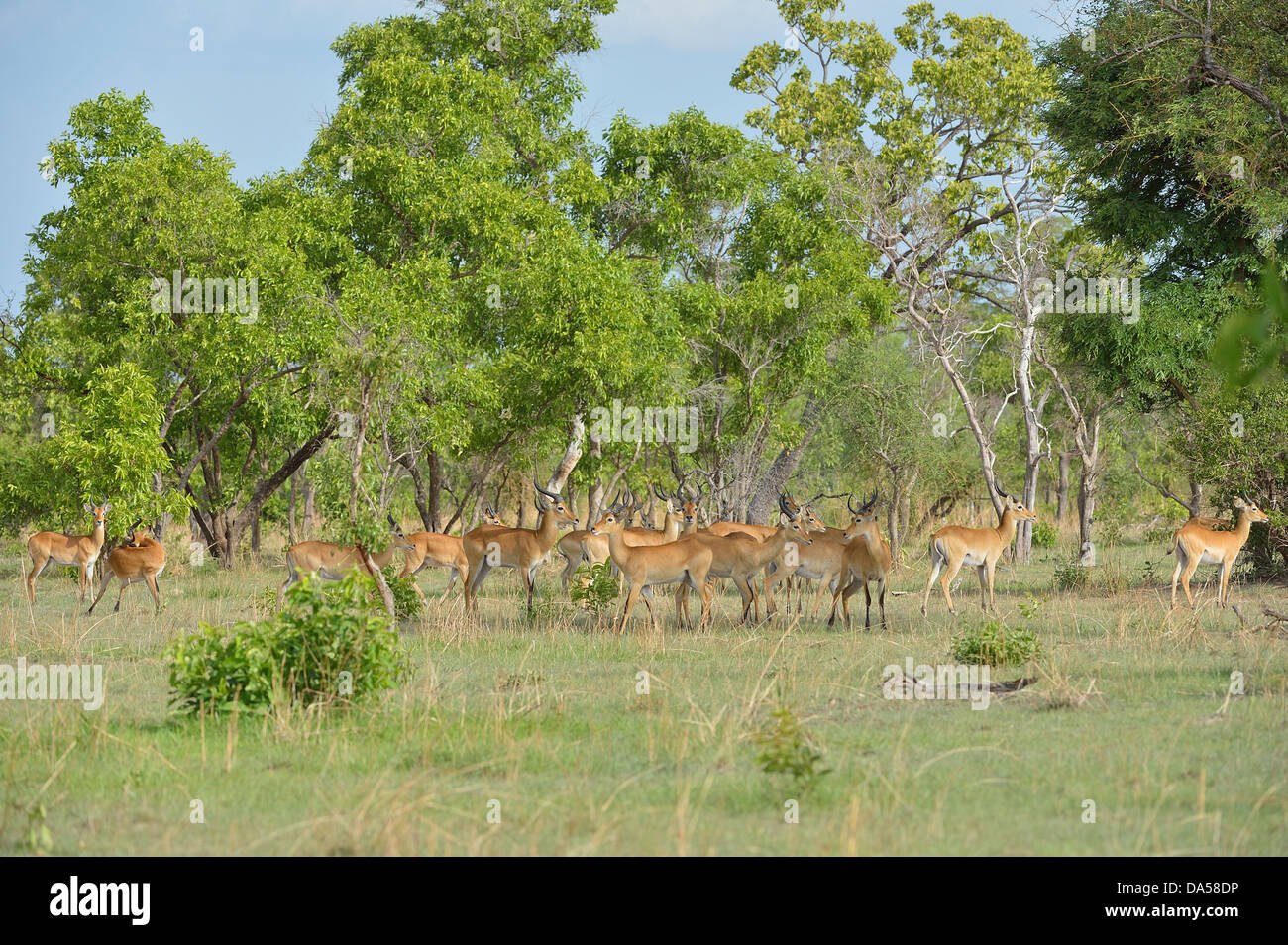 Buffon’s Kob - Western Kob (Kobus kobus kob) herd Pendjari National ...