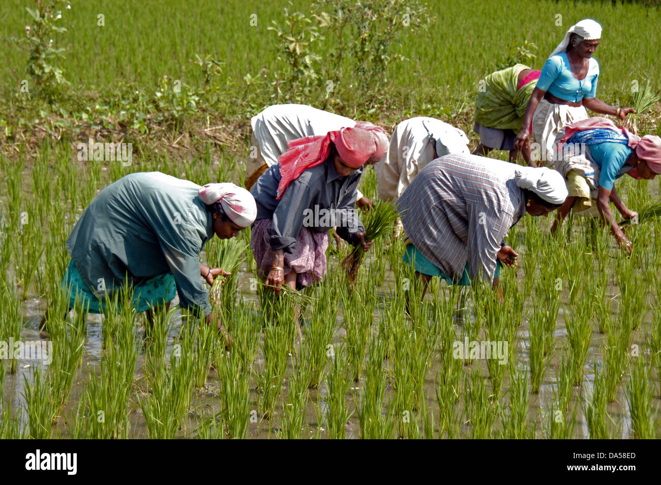 women agriculture workers in paddy fields,palakad,kerala,india,asia ...
