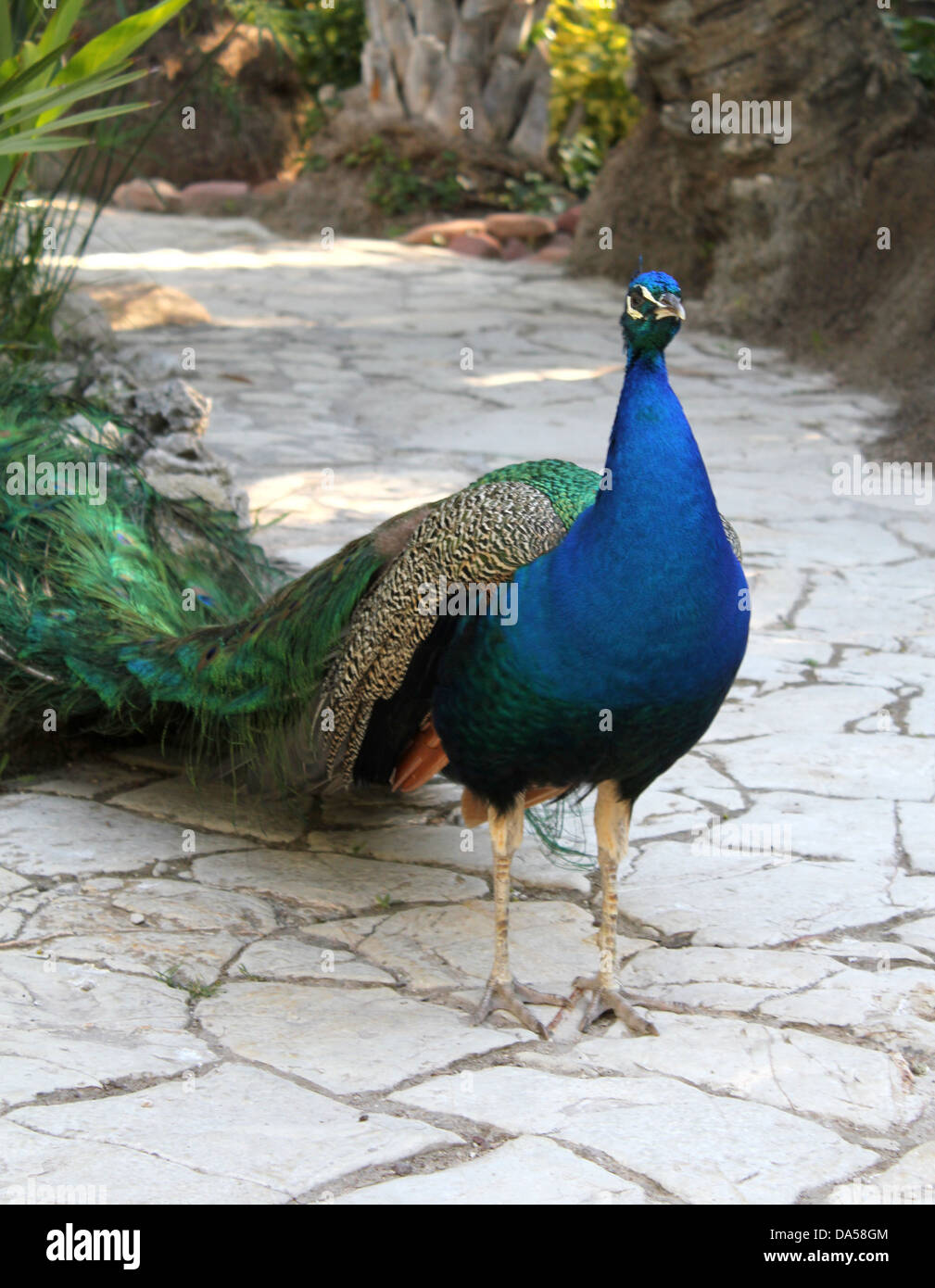 Pavo real comun hi-res stock photography and images - Alamy