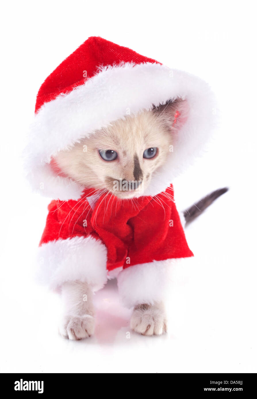 beautiful purebred siamese kitten dressed in front of white background ...