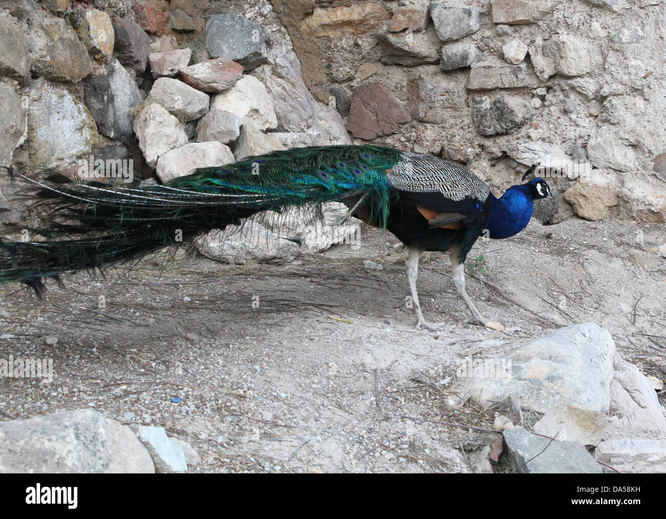 Pavo real comun hi-res stock photography and images - Alamy