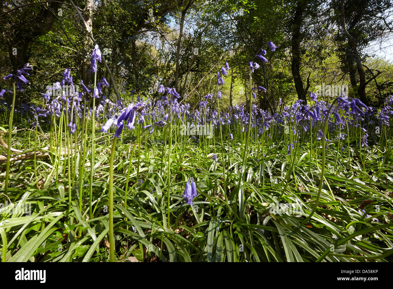 Ground level view of Blue Bell woodland at Welcombe, North Devon Stock ...