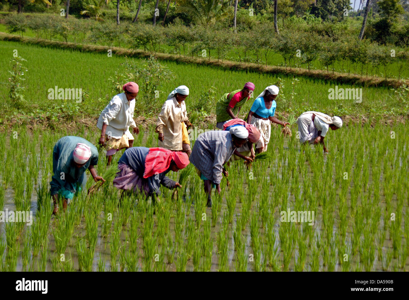 women agriculture workers in paddy fields,palakad,kerala,india,asia ...