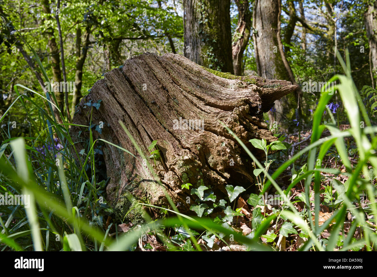 Tree stump in Blue Bell woodland at Welcombe, North Devon Stock Photo ...